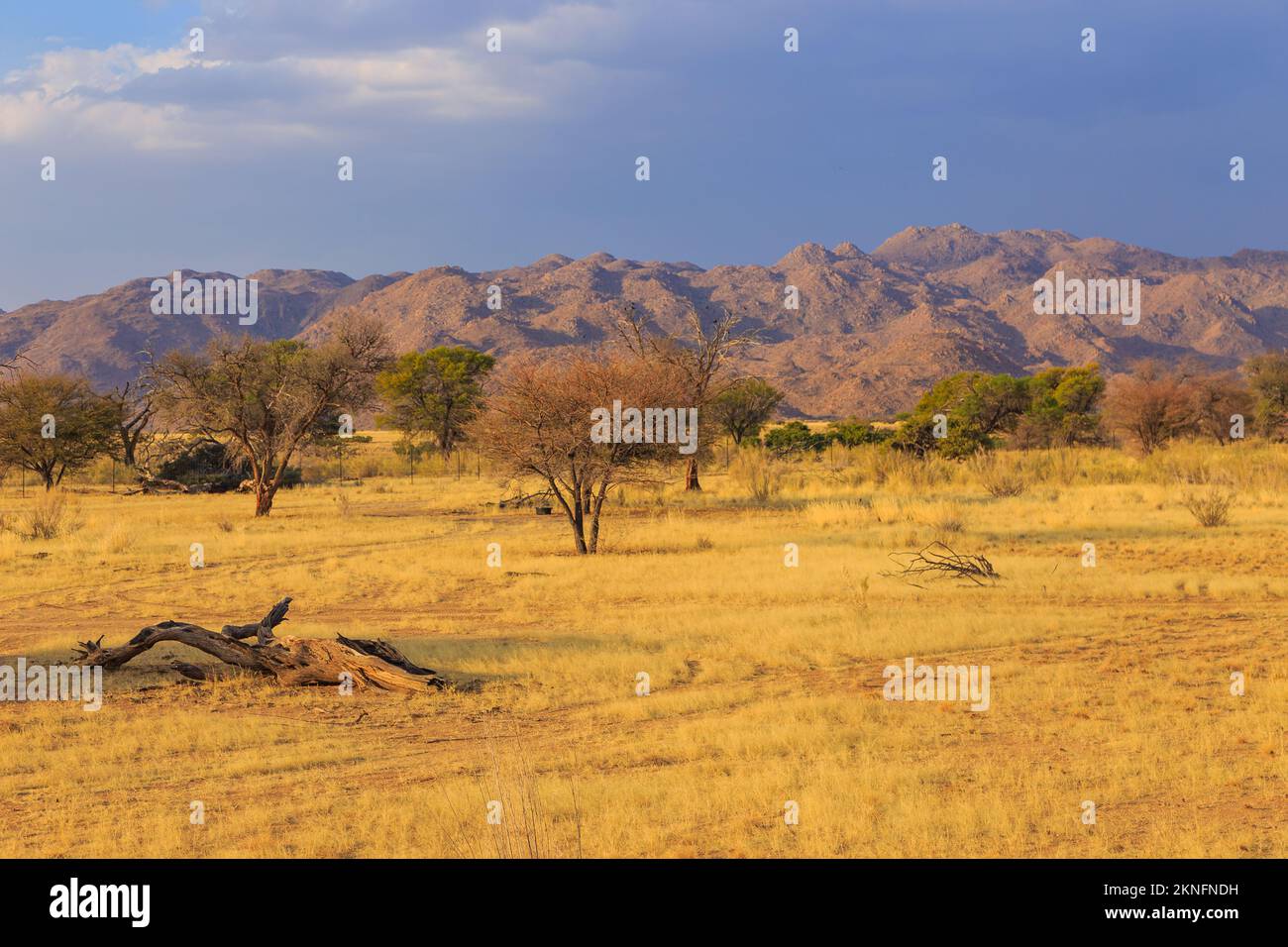 Namibian landscape. African savannah during a hot day.Red ground ...