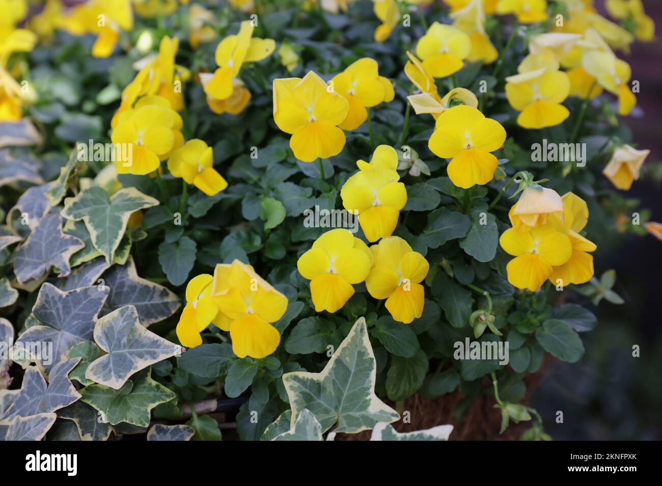 Needlepoint ivy hi-res stock photography and images - Alamy