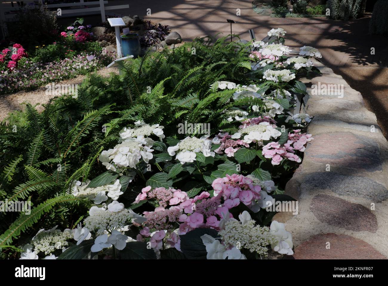 Dutch lady sandra hi-res stock photography and images - Alamy