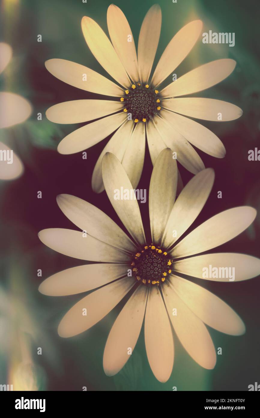 Photograph of two daisies hi-res stock photography and images - Alamy