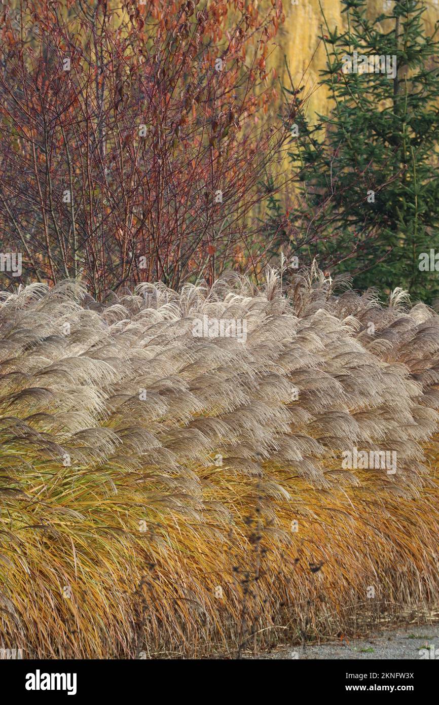 Chinese reed, Fir tree, Weeping willow & Co Stock Photo - Alamy