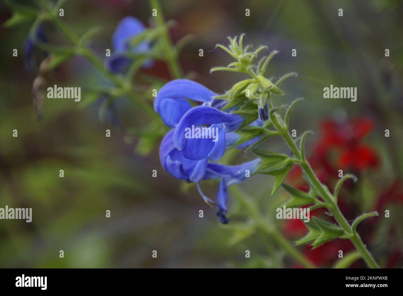 A closeup shot of a purple gentian sage with green leaves in a blurred ...
