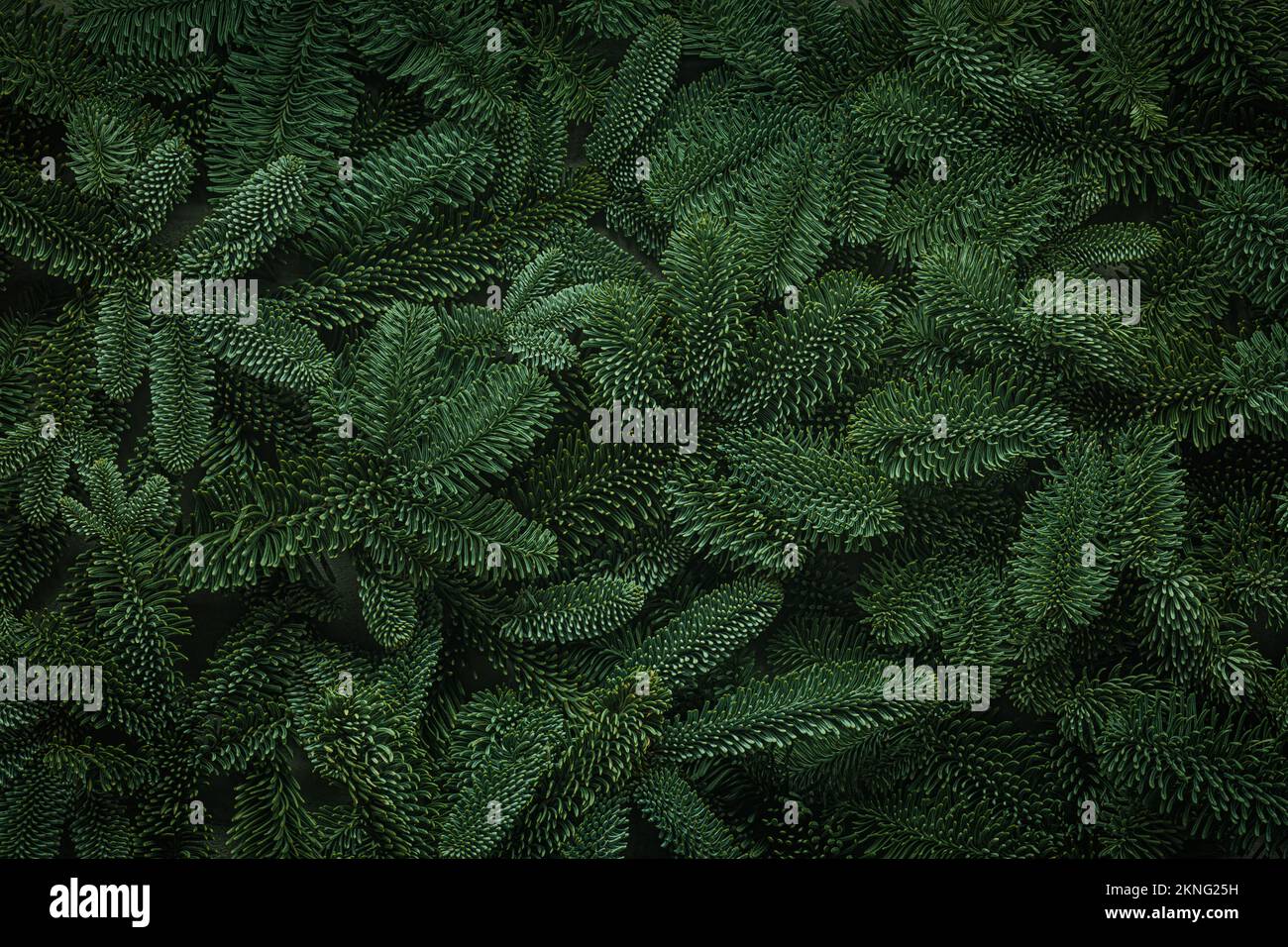 Christmas tree branches texture background Stock Photo - Alamy