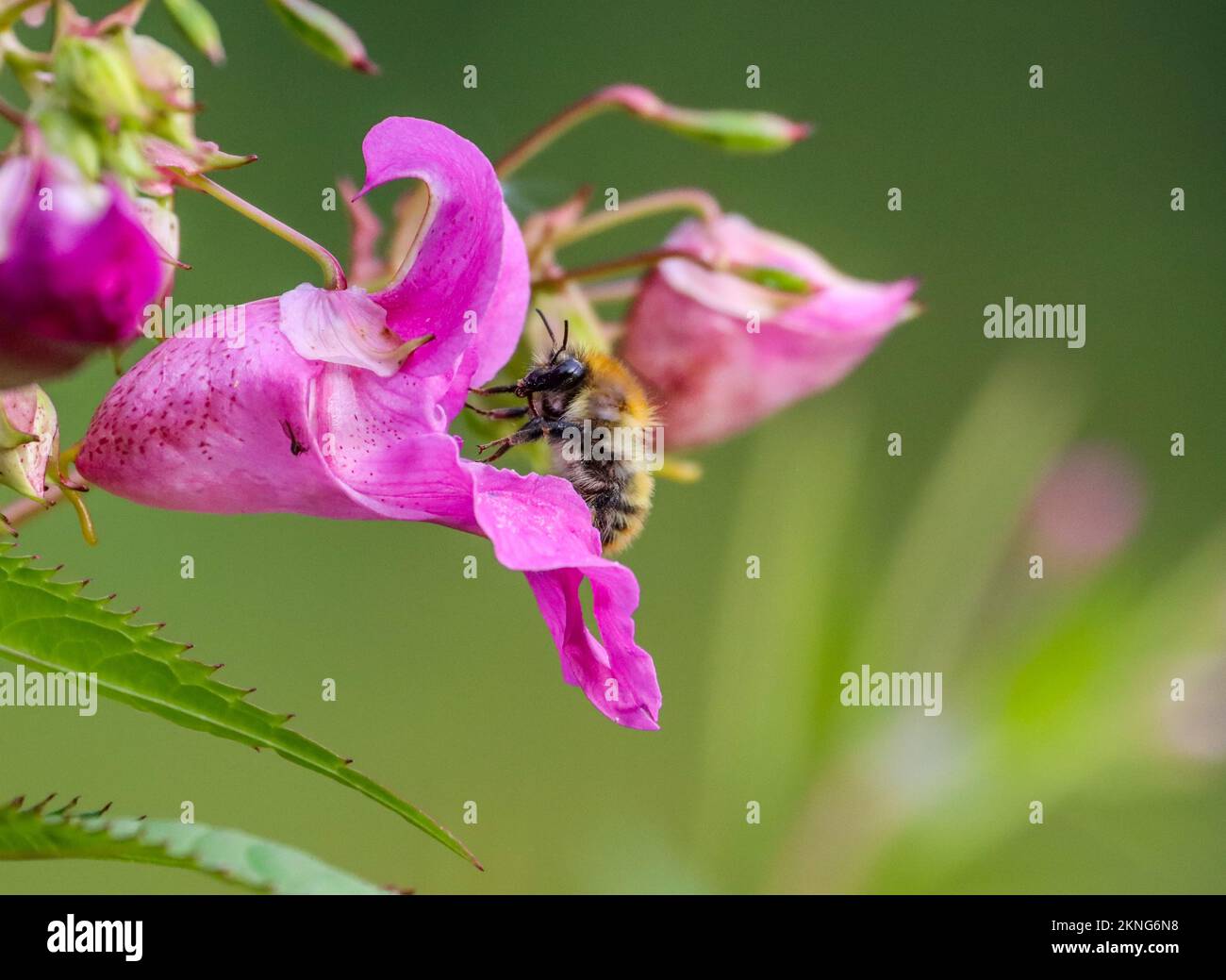 Himalayan balsam bee hi-res stock photography and images - Alamy