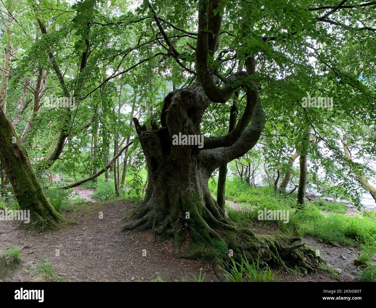 Above ground tree hi-res stock photography and images - Alamy