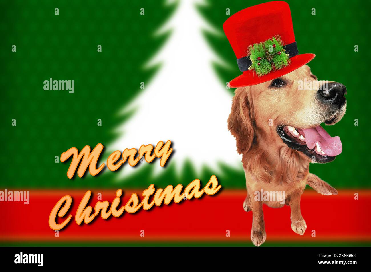 Beagle dog wearing christmas hi-res stock photography and images - Alamy