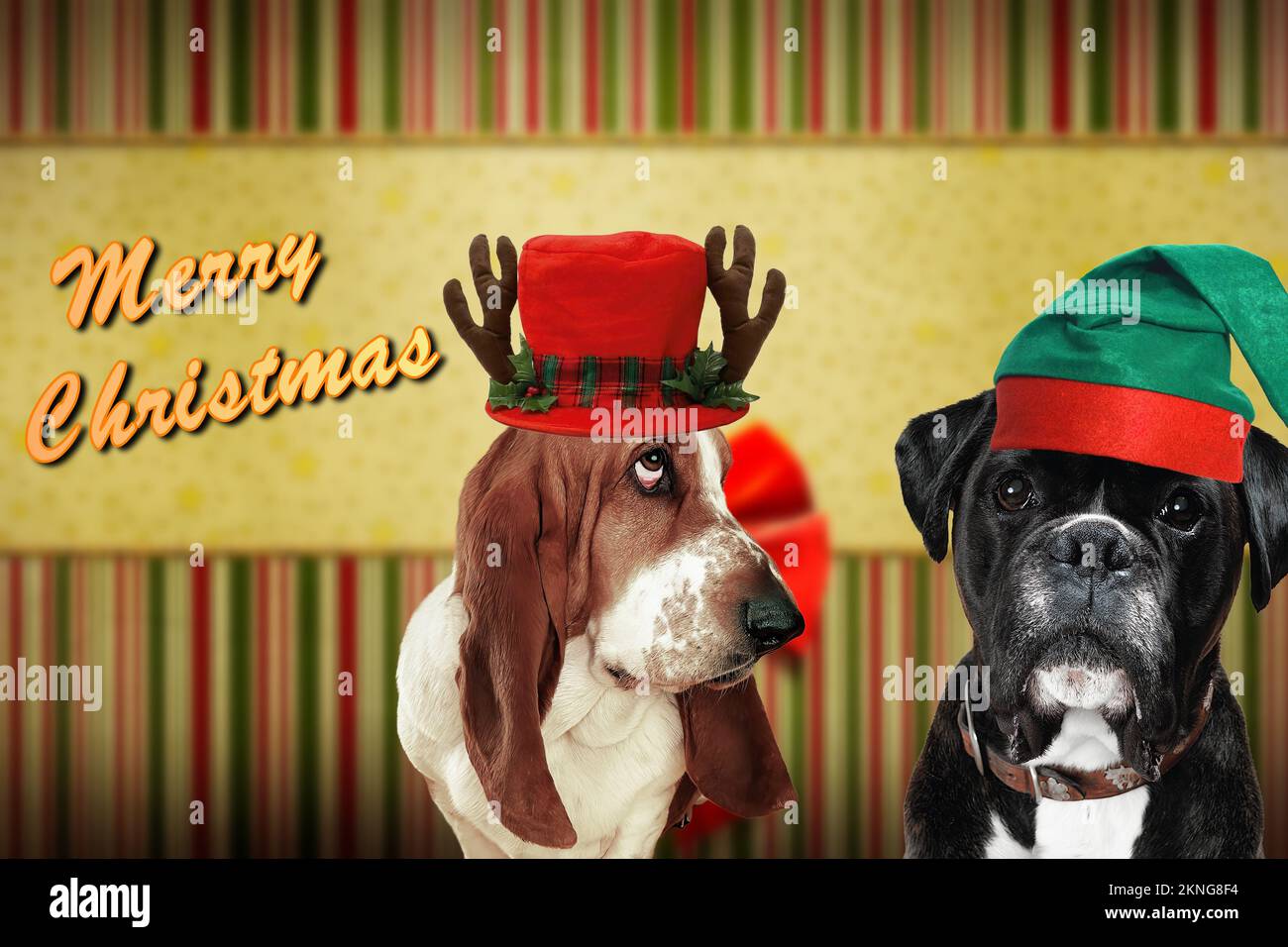 Cute dogs merry christmas hi-res stock photography and images - Alamy