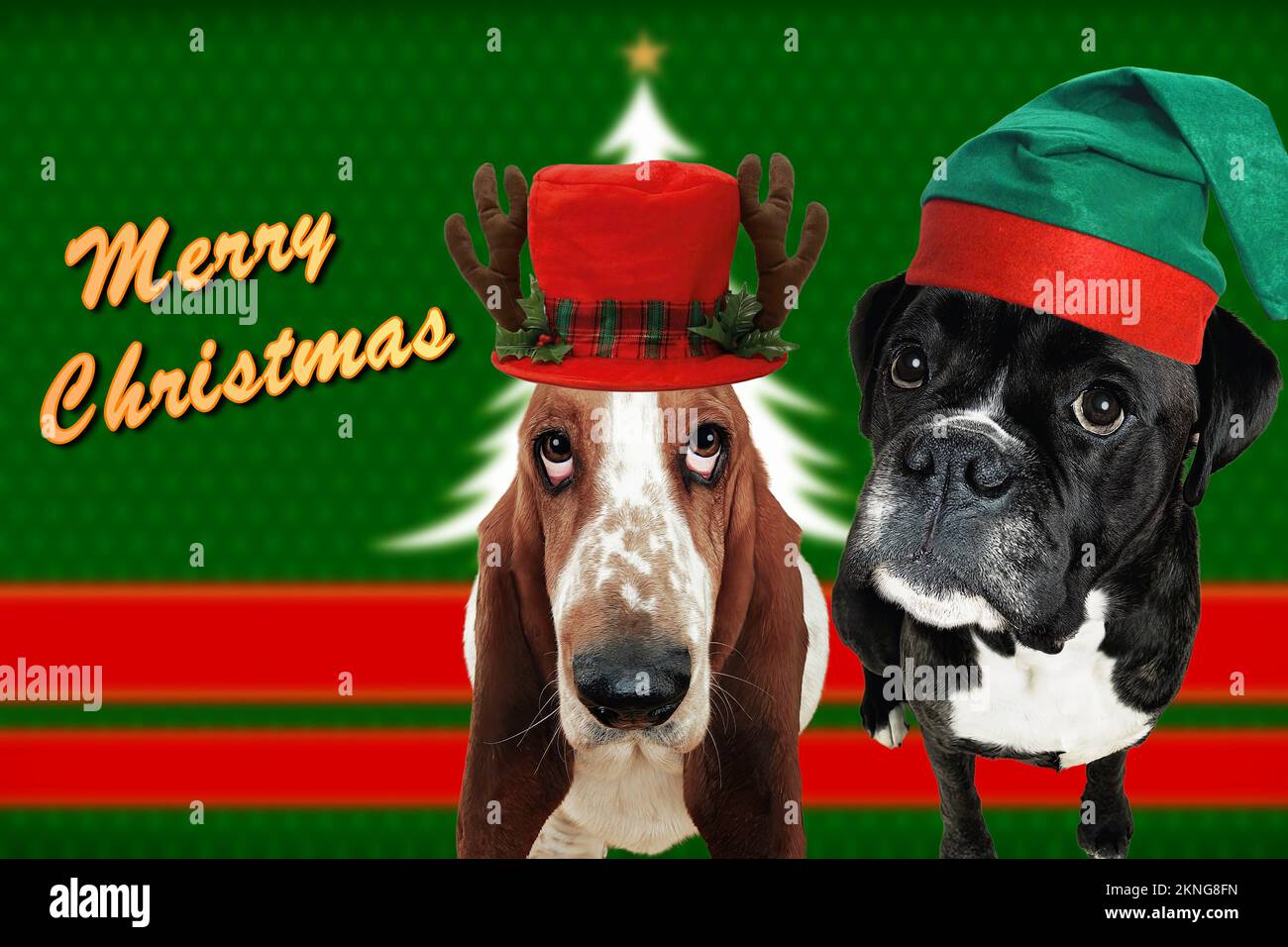Cute dogs merry christmas hi-res stock photography and images - Alamy