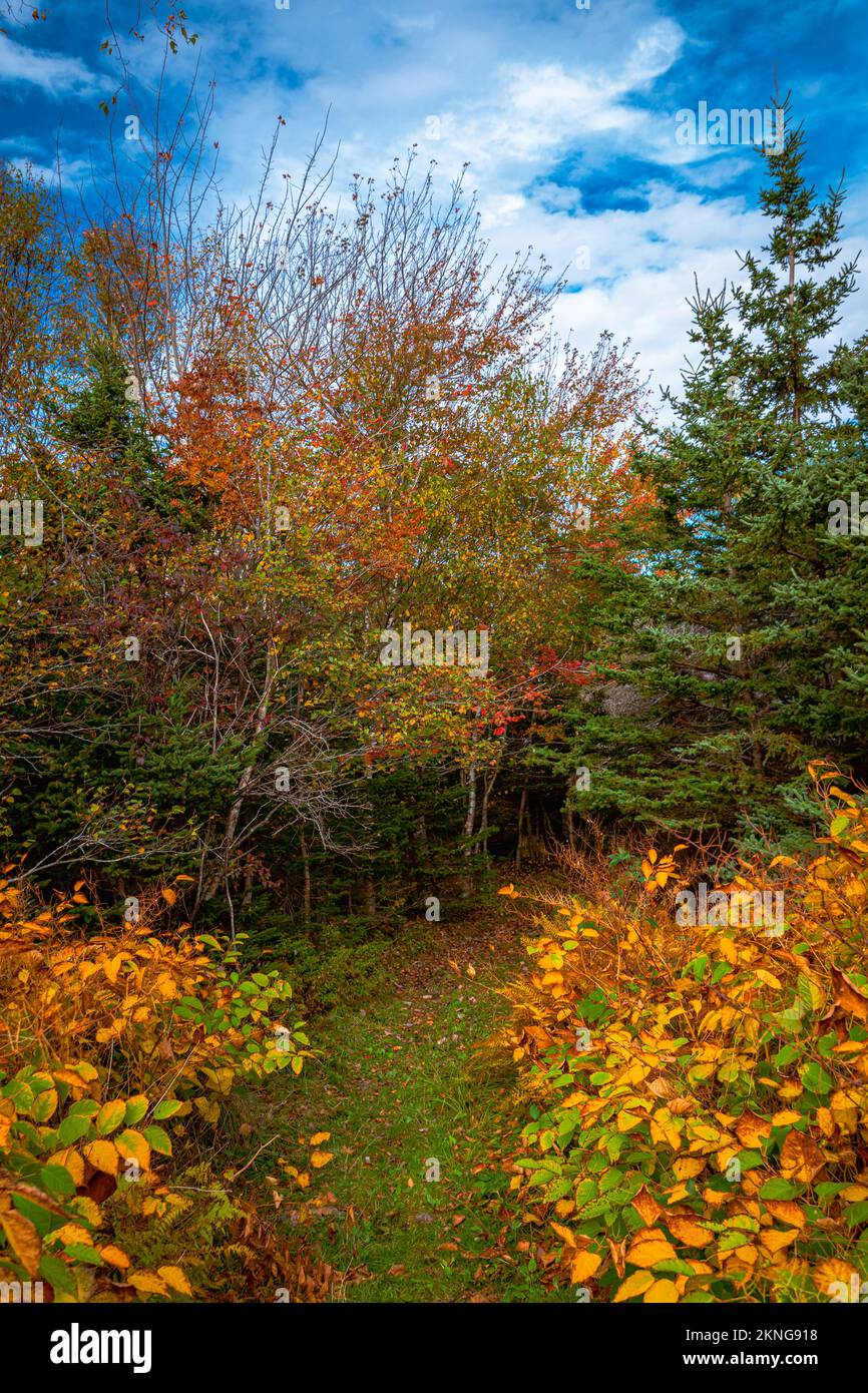Walk through Wambolt Trail on McNabs Island halifax nova scotia canada ...