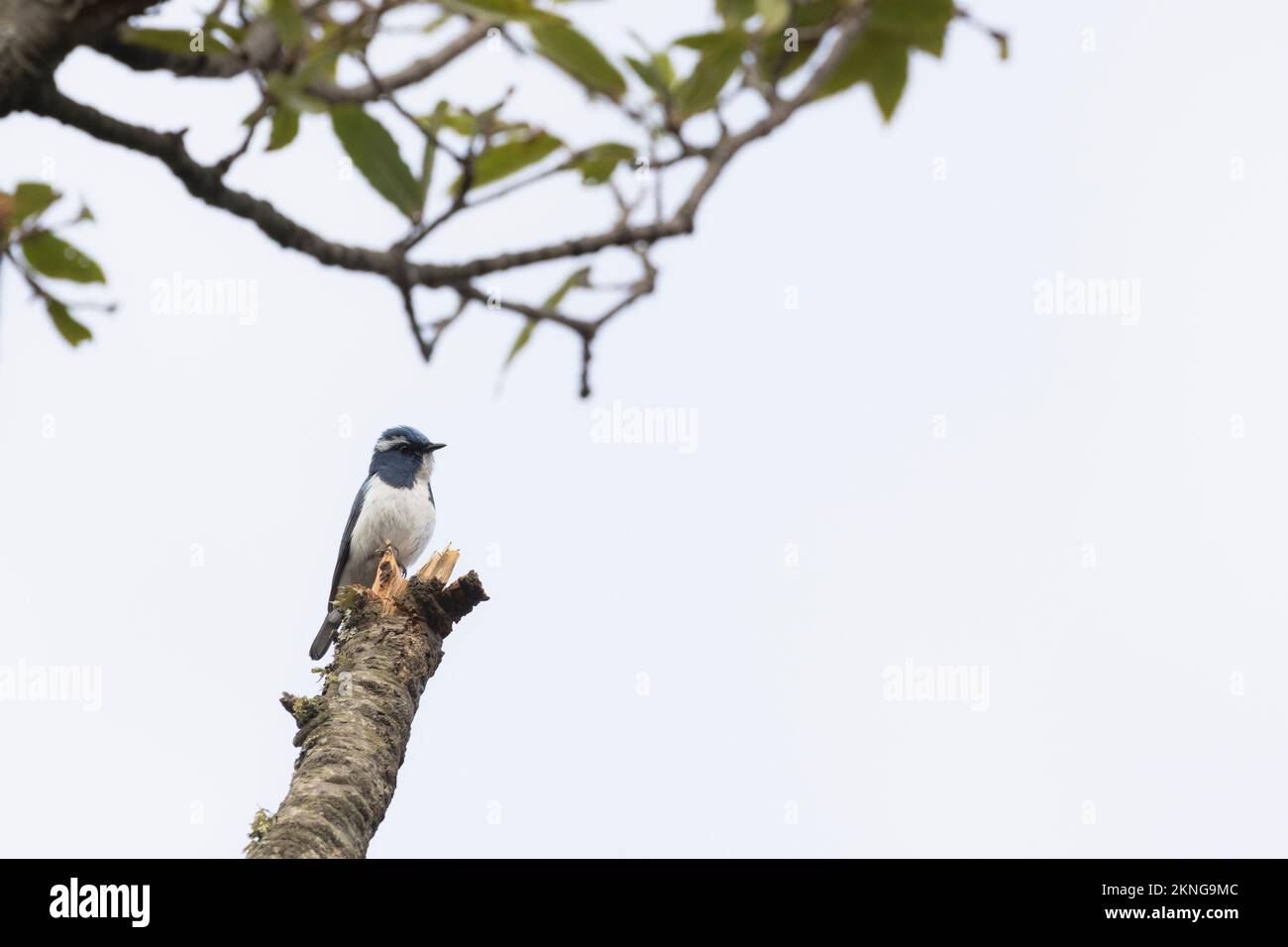 Ultramarine Flycatcher (Ficedula superciliaris), male perched on branch ...
