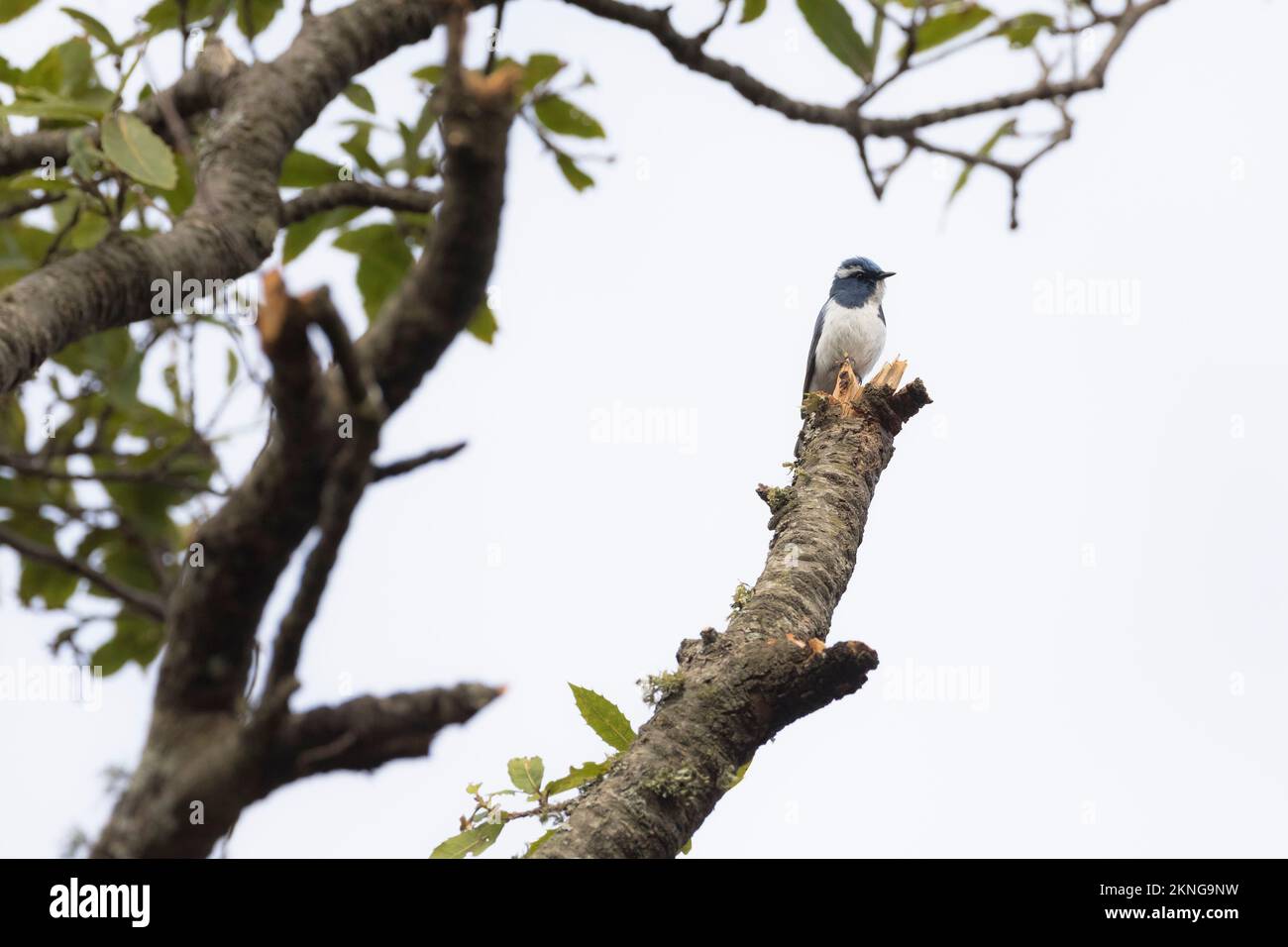 Ultramarine Flycatcher (Ficedula superciliaris), male perched on branch ...