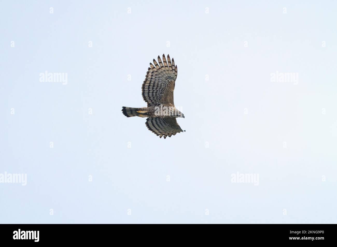 Mountain Hawk-eagle (Nisaetus nipalensis) in flight. Himalayan ...