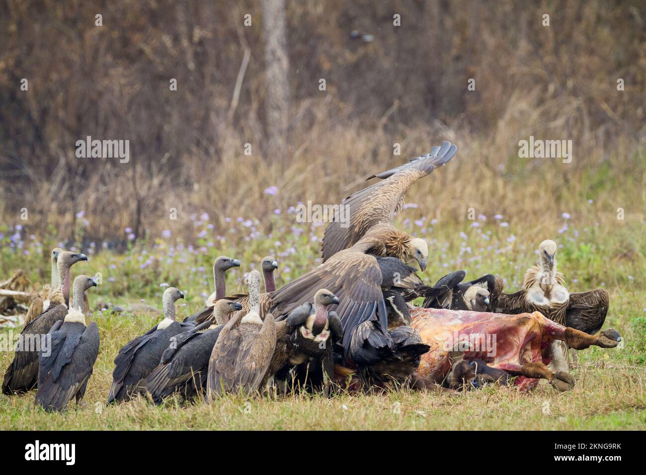 Flock of white-rumped vultures (Gyps bengalensis) and Himalayan ...
