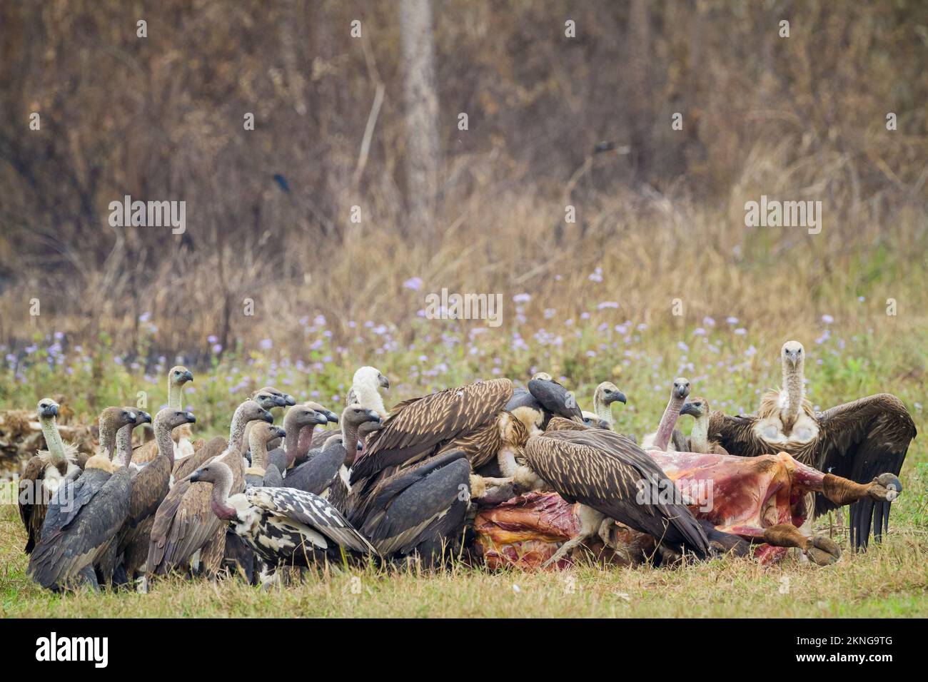Vulture feeding on old carcass hi-res stock photography and images - Alamy
