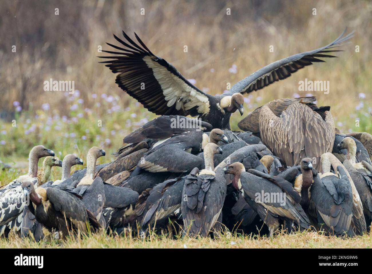 Asia vulture death hi-res stock photography and images - Alamy