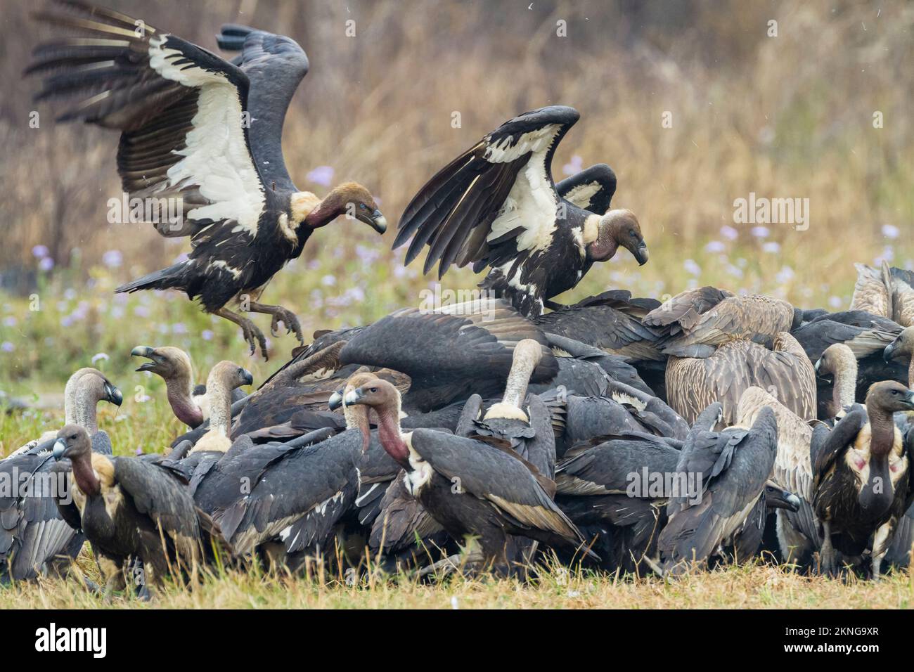 Flock of white-rumped vultures (Gyps bengalensis), Himalayan griffons ...