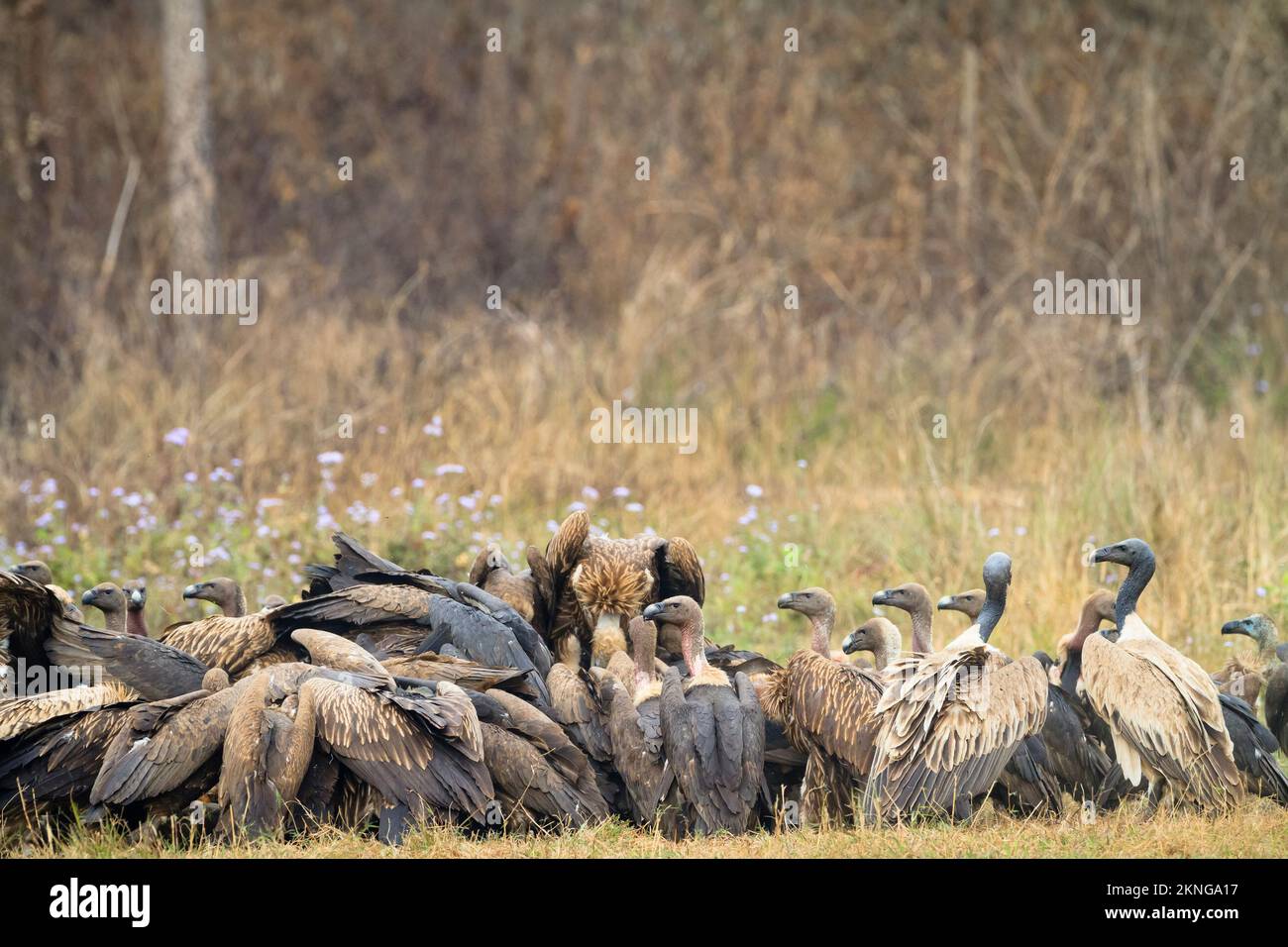 Flock of white-rumped vultures (Gyps bengalensis), Himalayan griffons ...