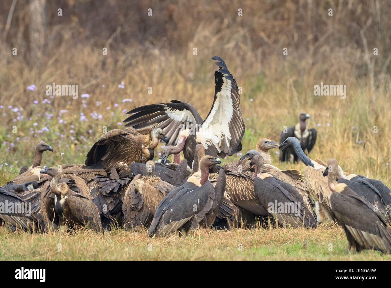 Flock of white-rumped vultures (Gyps bengalensis), Himalayan griffons ...