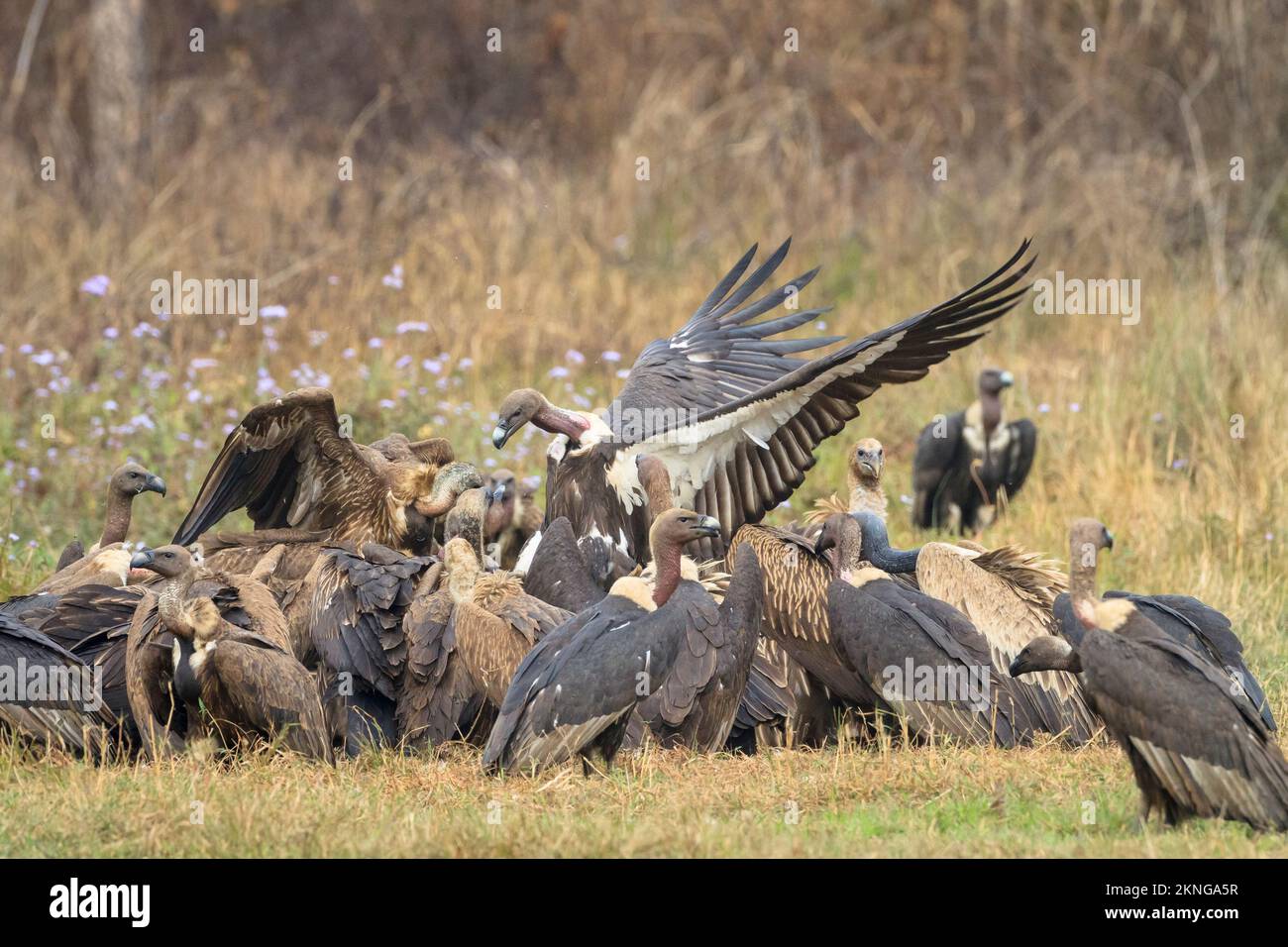 Flock of white-rumped vultures (Gyps bengalensis), Himalayan griffons ...