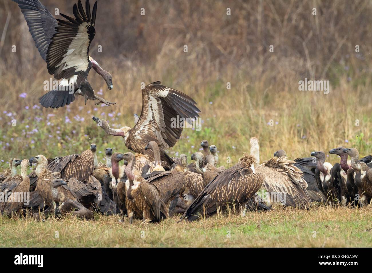 Flock of white-rumped vultures (Gyps bengalensis) and Himalayan ...