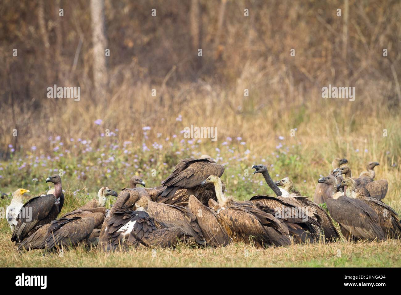 Flock of white-rumped vultures (Gyps bengalensis), Himalayan griffons ...