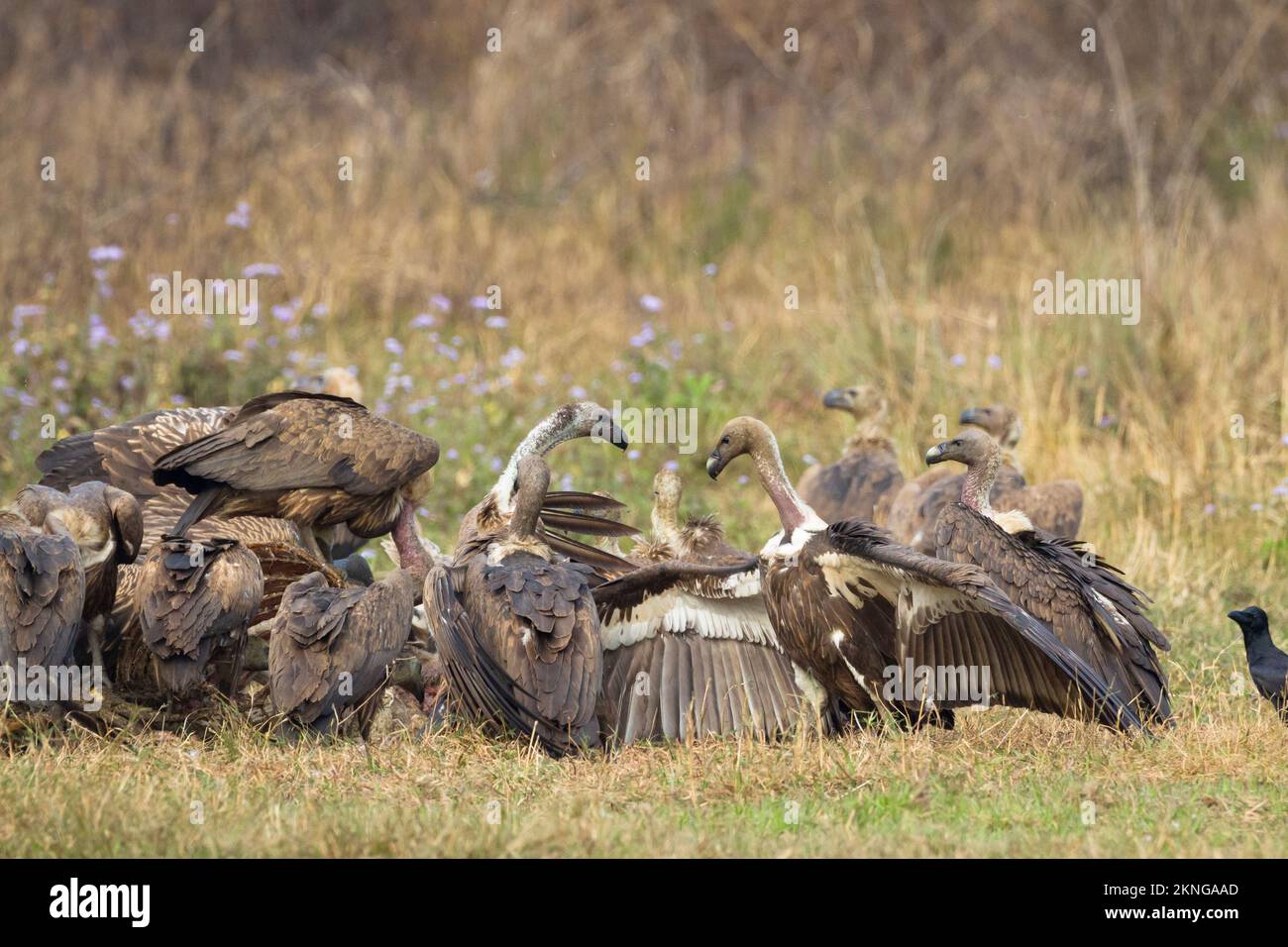 Flock of white-rumped vultures (Gyps bengalensis) and Himalayan ...