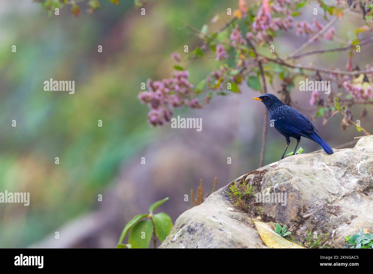 Blue Whistling-thrush (Myophonus caeruleus), adult perched on rock ...