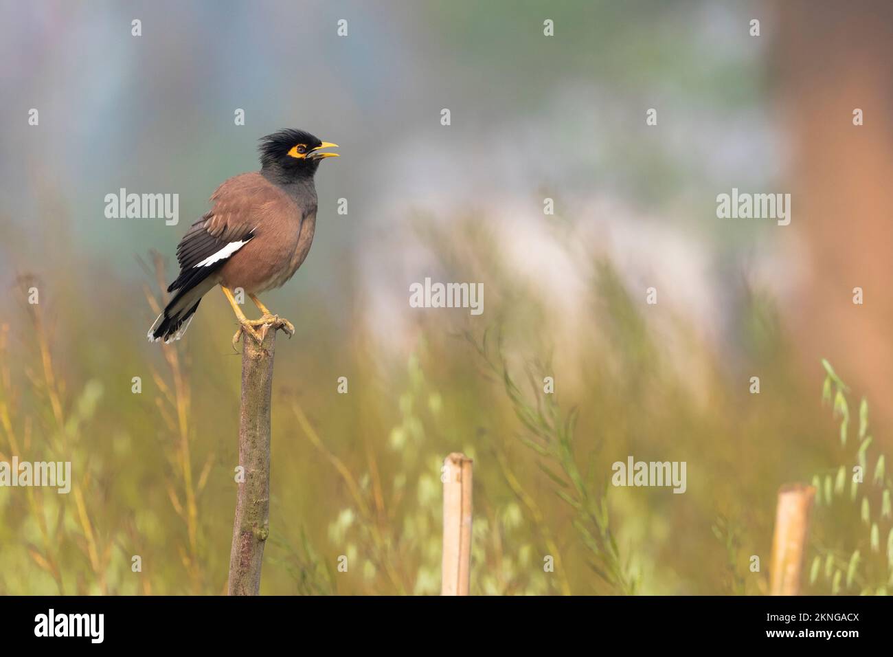 Call of myna hi-res stock photography and images - Alamy