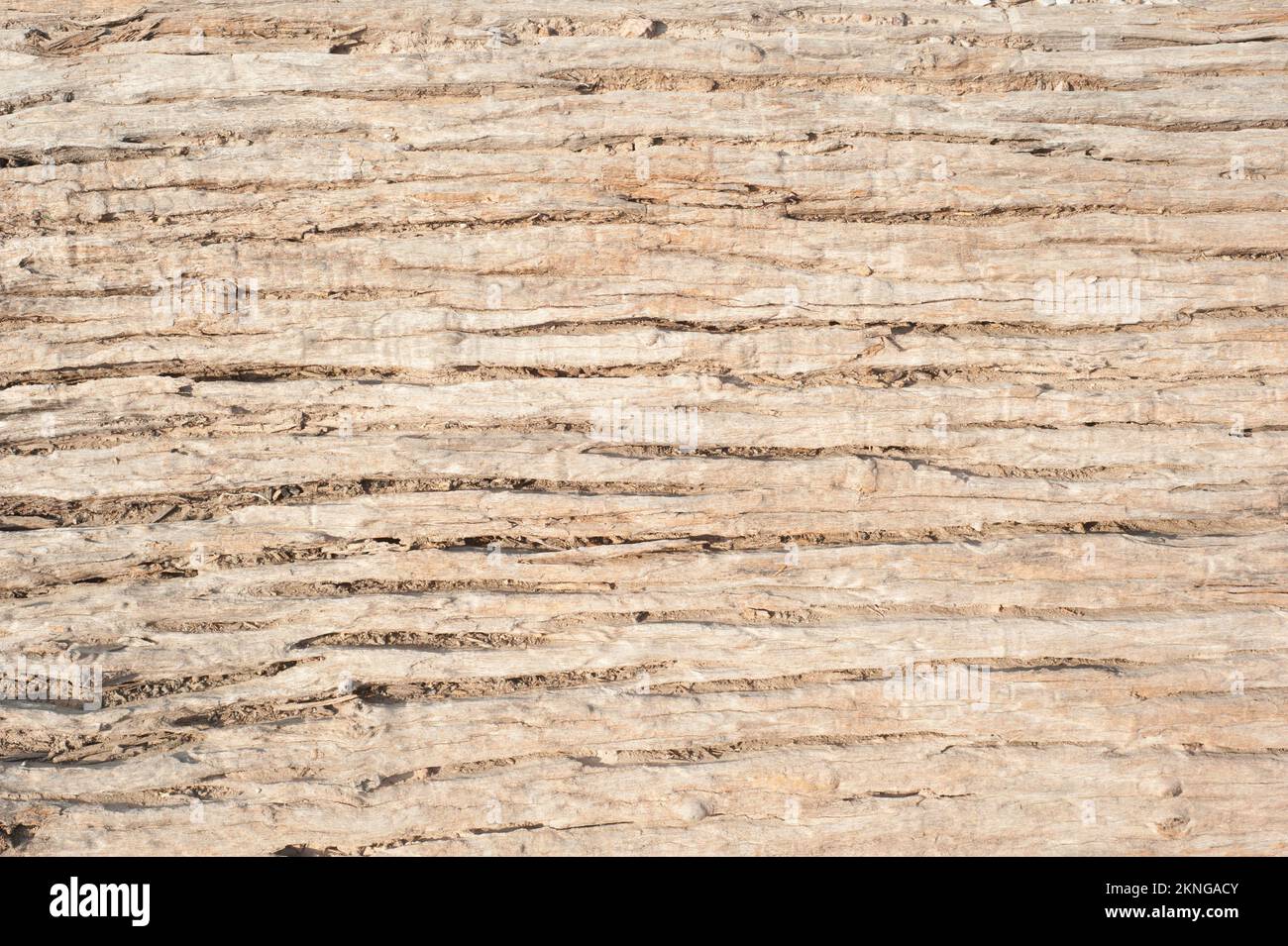Wood floors textures, Texture natural wooden, High resolution Stock ...