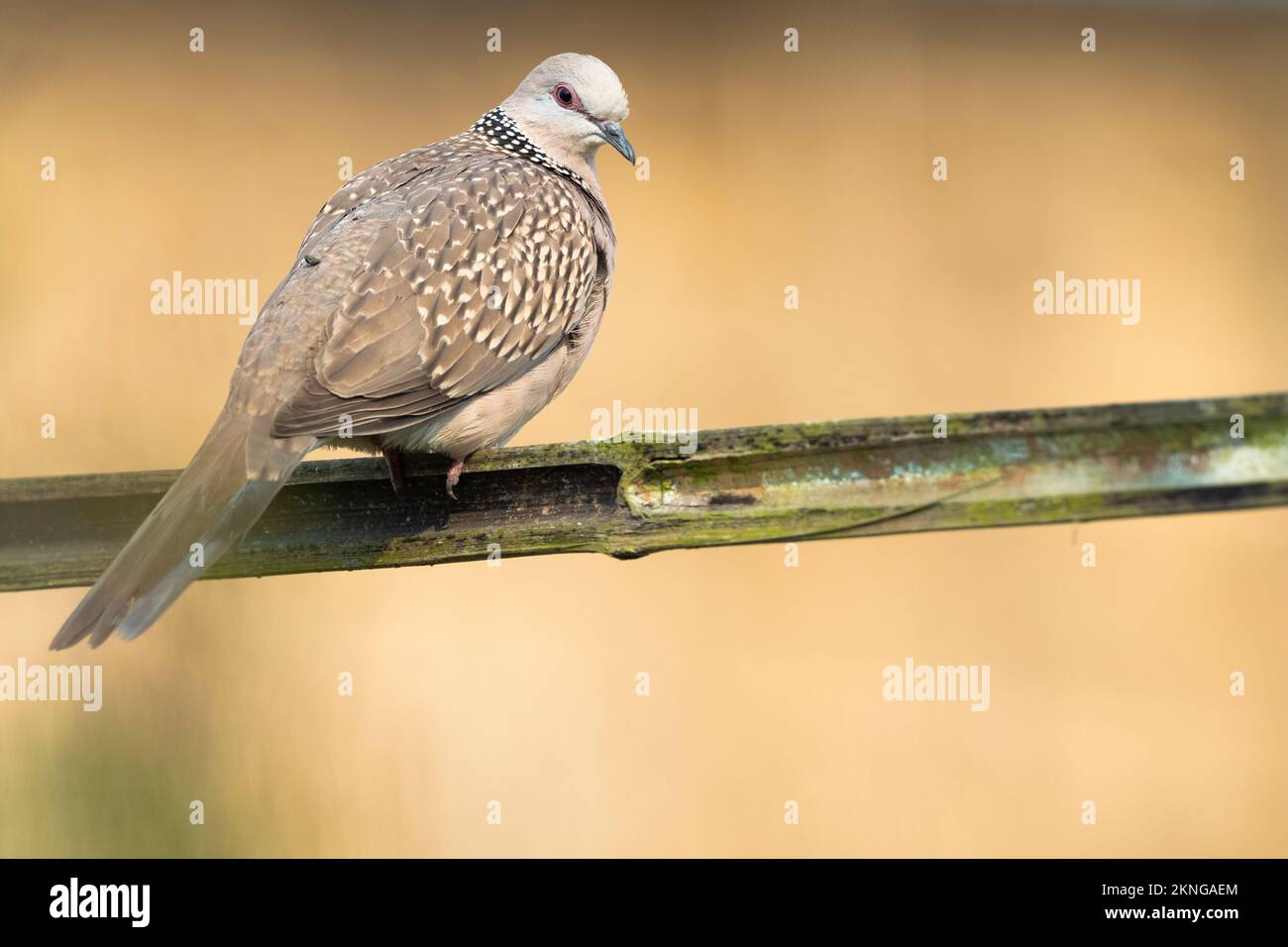 Western Spotted Dove (Spilopelia suratensis) perched on bamboo fence. Nepal Stock Photo - Alamy