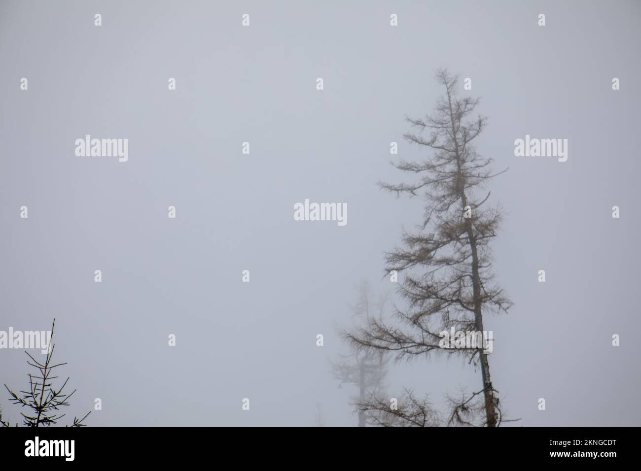 pine trees silhouette in mist Stock Photo - Alamy