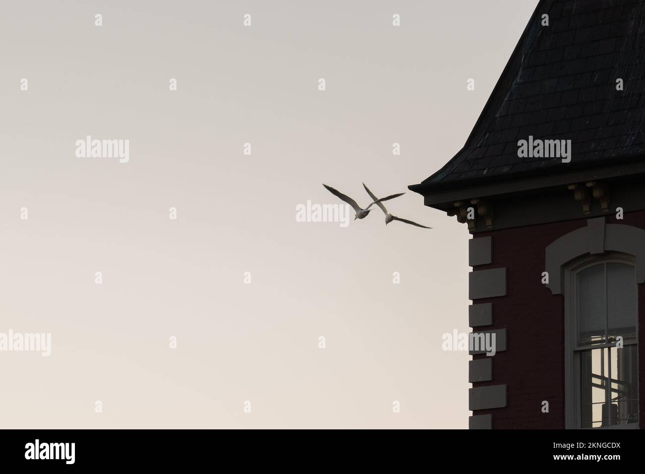 A couple of seagull flying in the sky near a building at dusk Stock ...