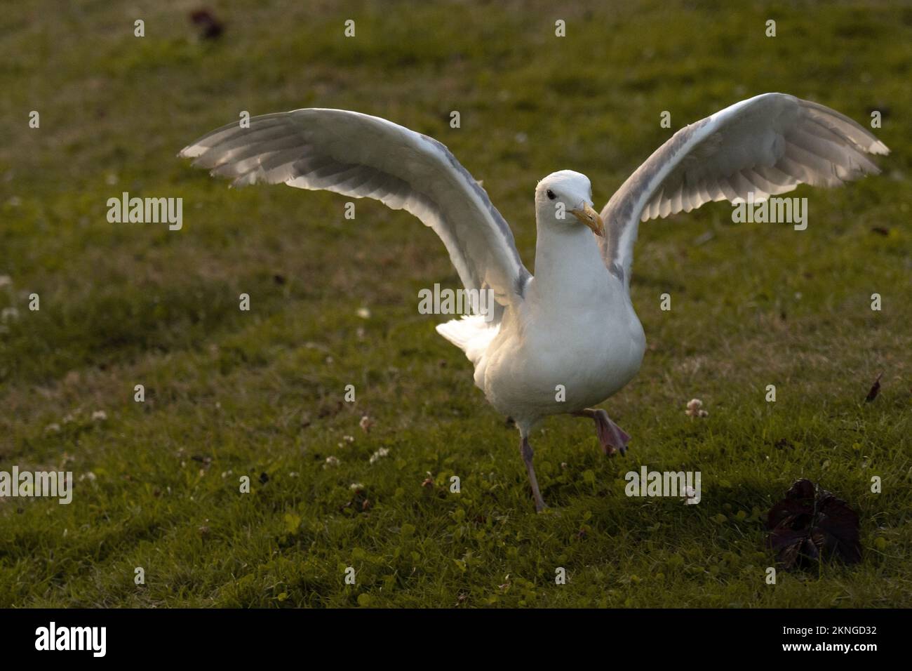 A seagull ready to fly with wings open at the green field Stock Photo ...