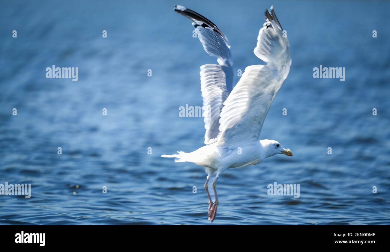 A scenic view of a Herring seagull flying above the water on a sunny ...