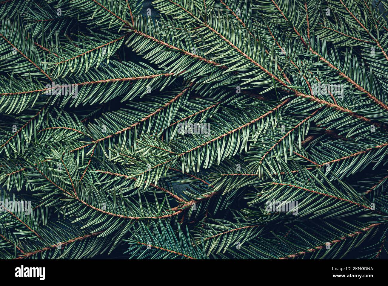 Christmas tree branches texture background Stock Photo - Alamy