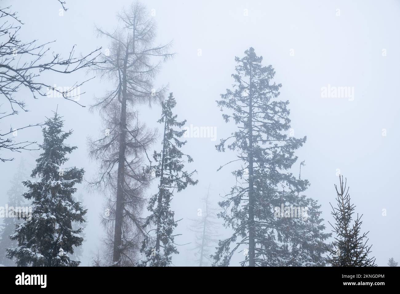 pine trees silhouette in mist Stock Photo - Alamy