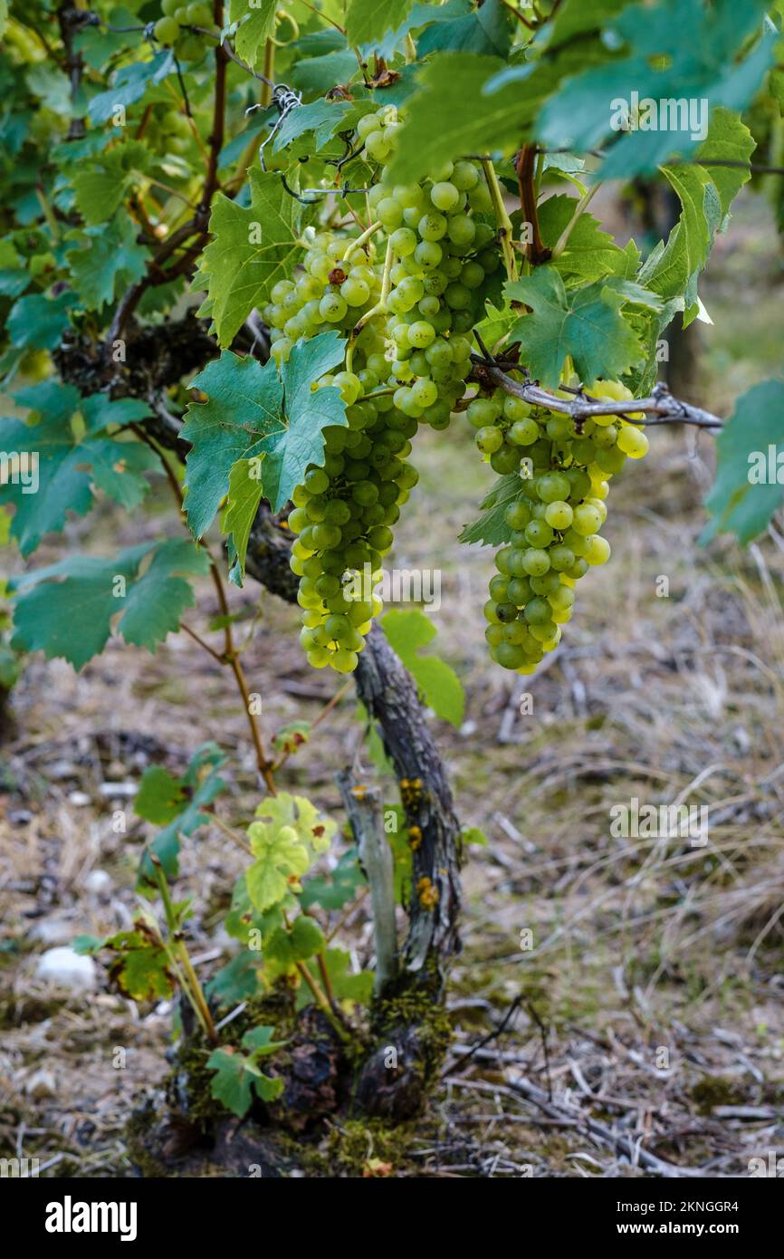 Ripe and big green wine grapes in the sunlight in a German vineyard ...