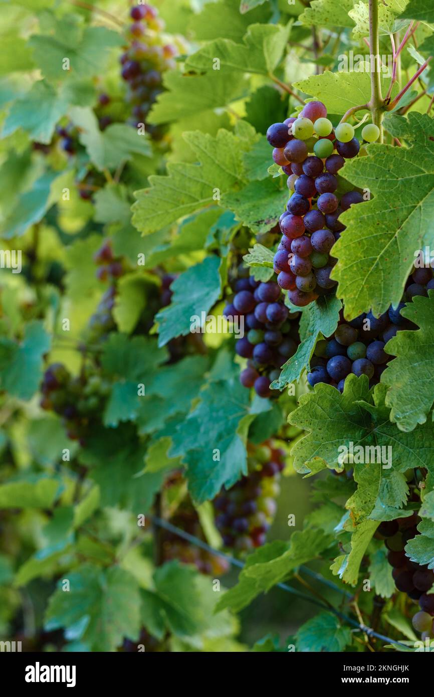 Big red wine hi-res stock photography and images - Alamy