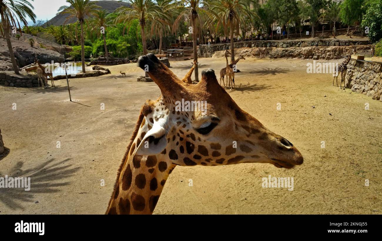 A closeup of a head of a giraffe in the zoo park Stock Photo - Alamy