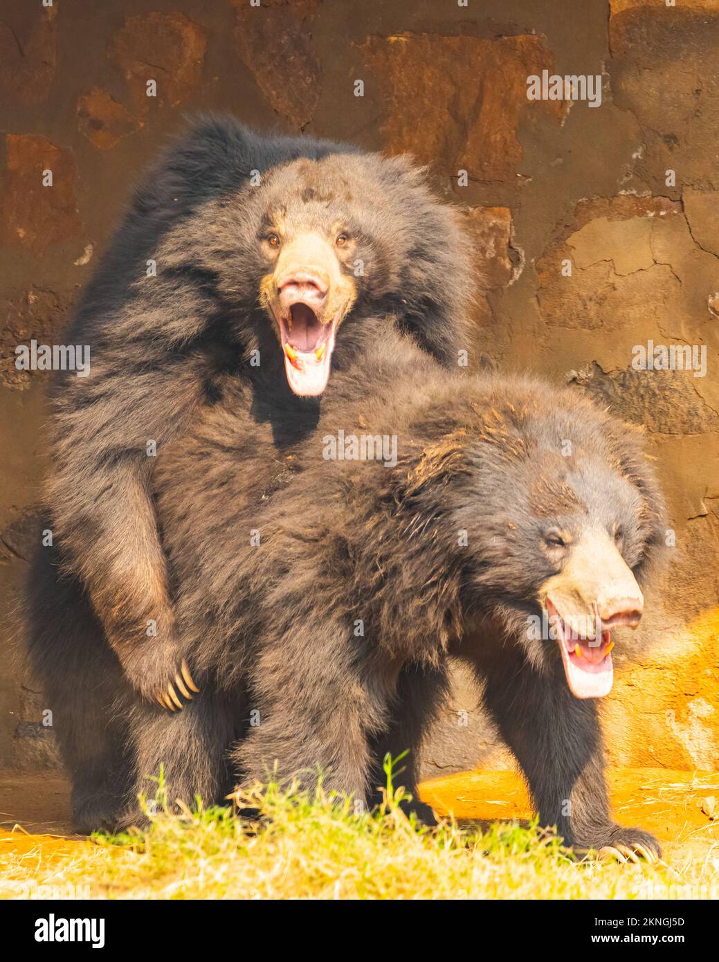 Mating position hi-res stock photography and images - Alamy