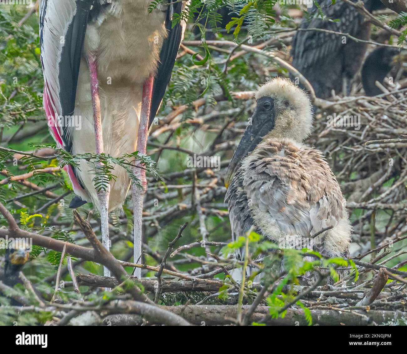 A JUVENILE painted stork in its nest with parents Stock Photo - Alamy