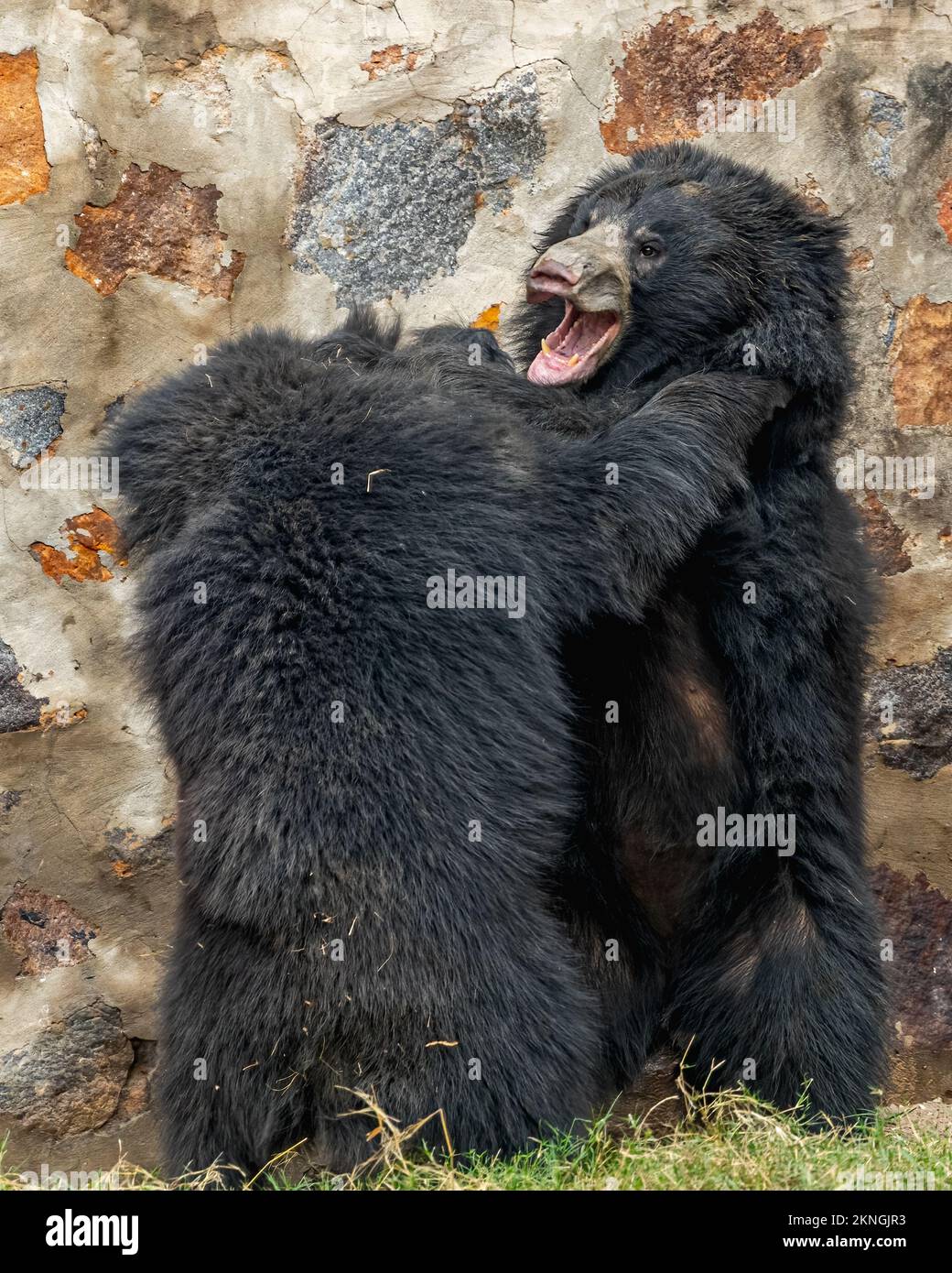 A Pair of Bear hugging each other Stock Photo - Alamy