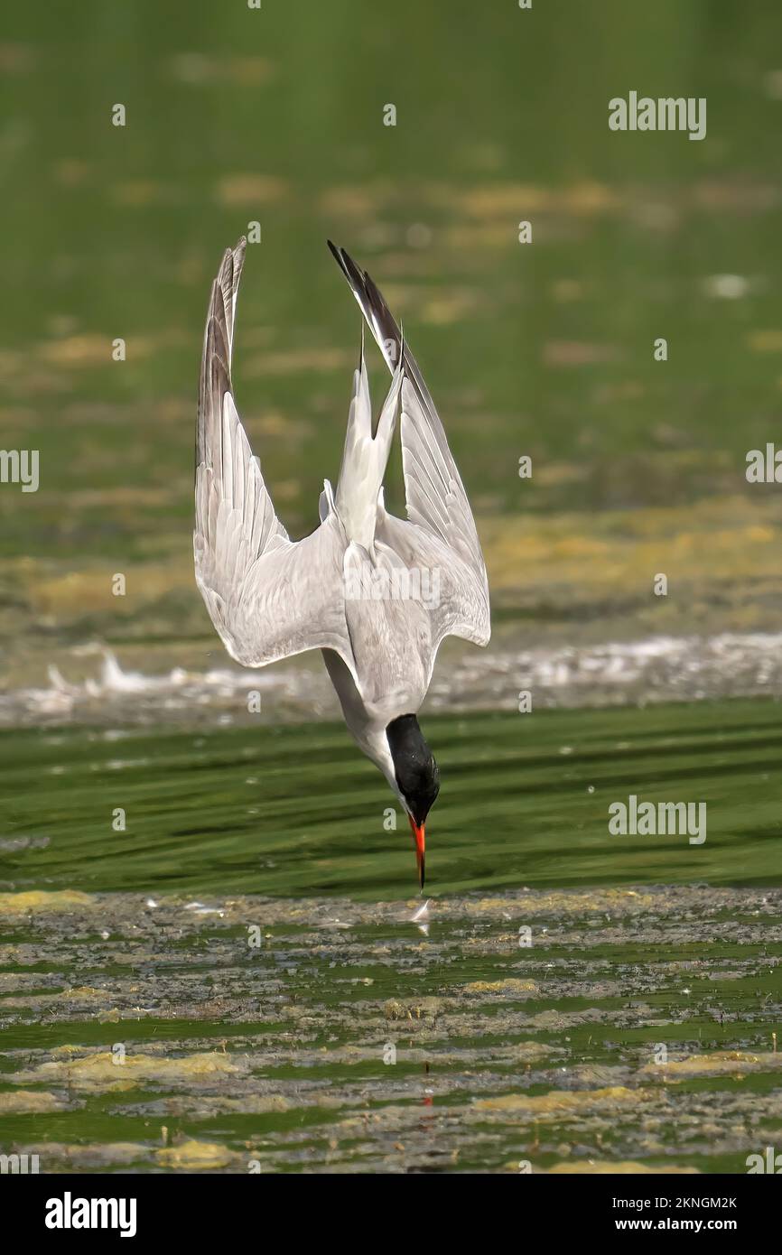 Common tern diving hi-res stock photography and images - Alamy
