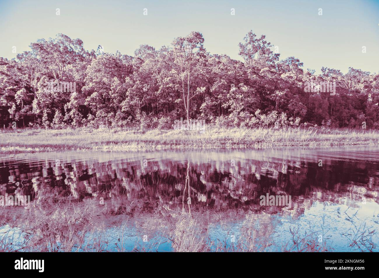 Creative infrared landscape art on a reflective scene of Australian ...