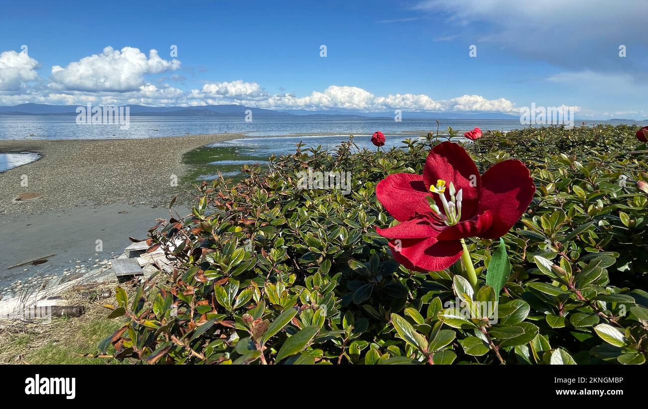 East Coast of Vancouver Island in Qualicum Beach, British Columbia ...