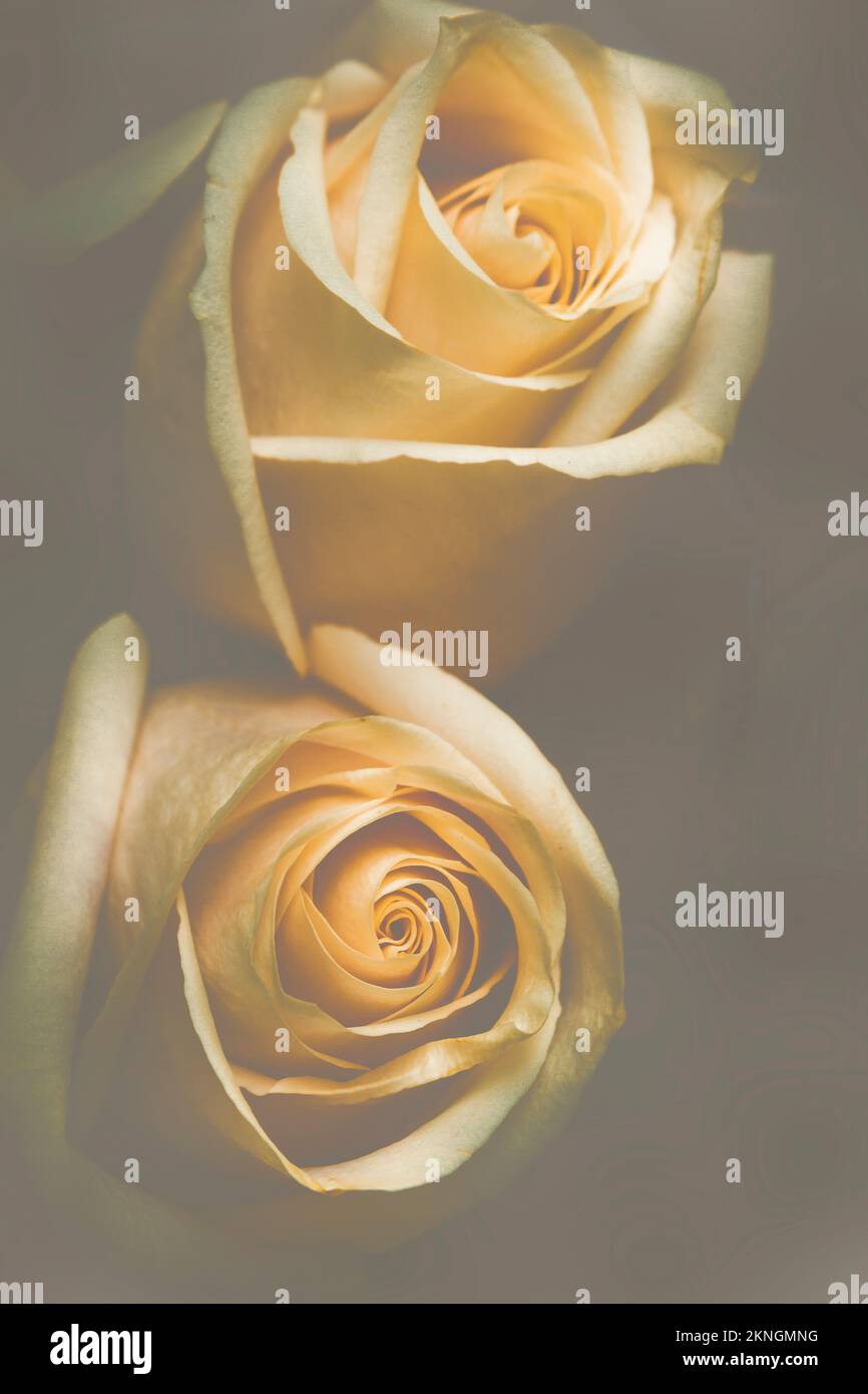 A floral display of late spring with yellow roses detuned in washed out ...