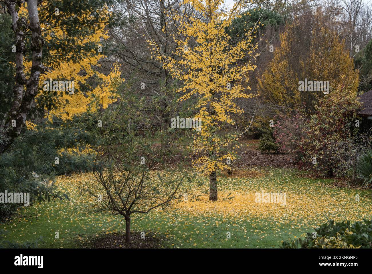 Couleurs automnales hi-res stock photography and images - Alamy