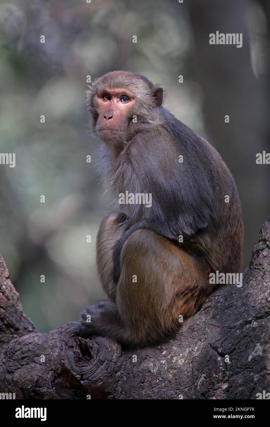 Rhesus Macaque (Macaca mulatta) sitting in tree, one blue eye and one ...