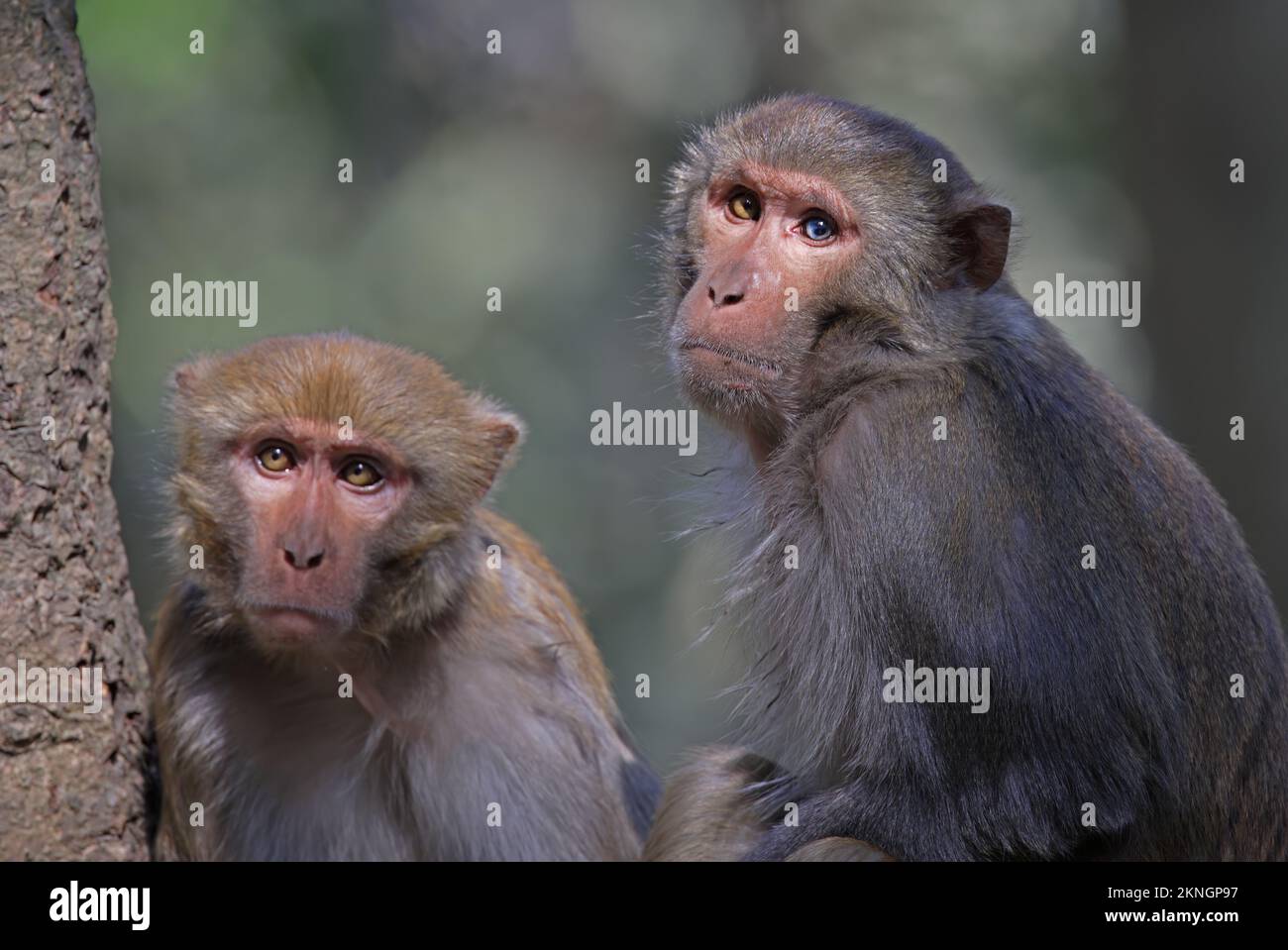 Rhesus Macaque (Macaa mulatta) close up of two in tree, one with non matching eyes Kathmandu ...