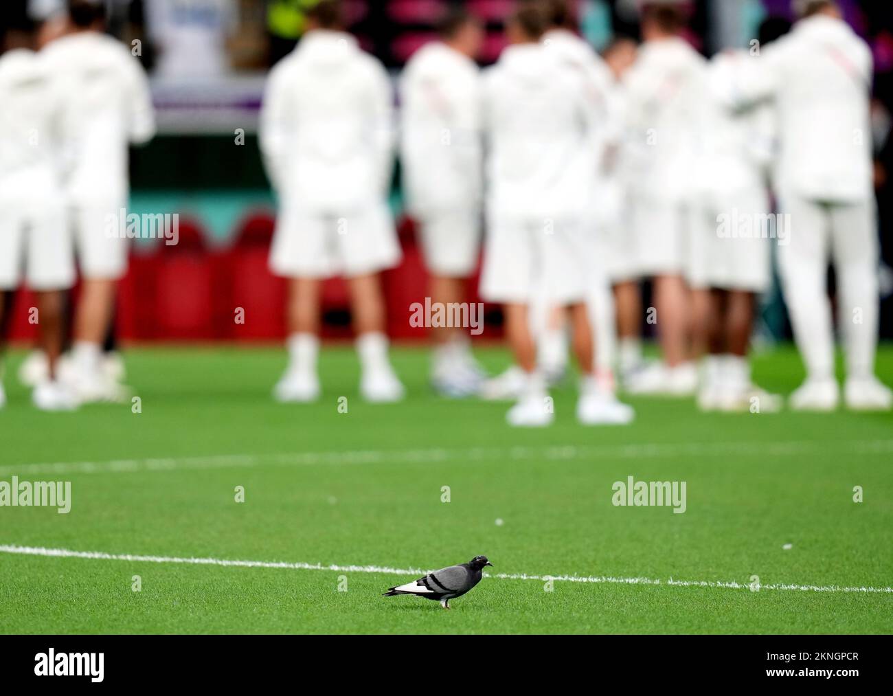 A pigeon on the pitch ahead of the FIFA World Cup Group E match at the ...